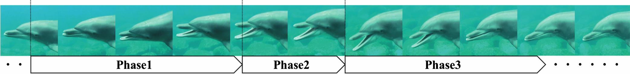 Delfiny ziewają i to pod wodą. Naukowcy pochylają się nad tym odkryciem ...
