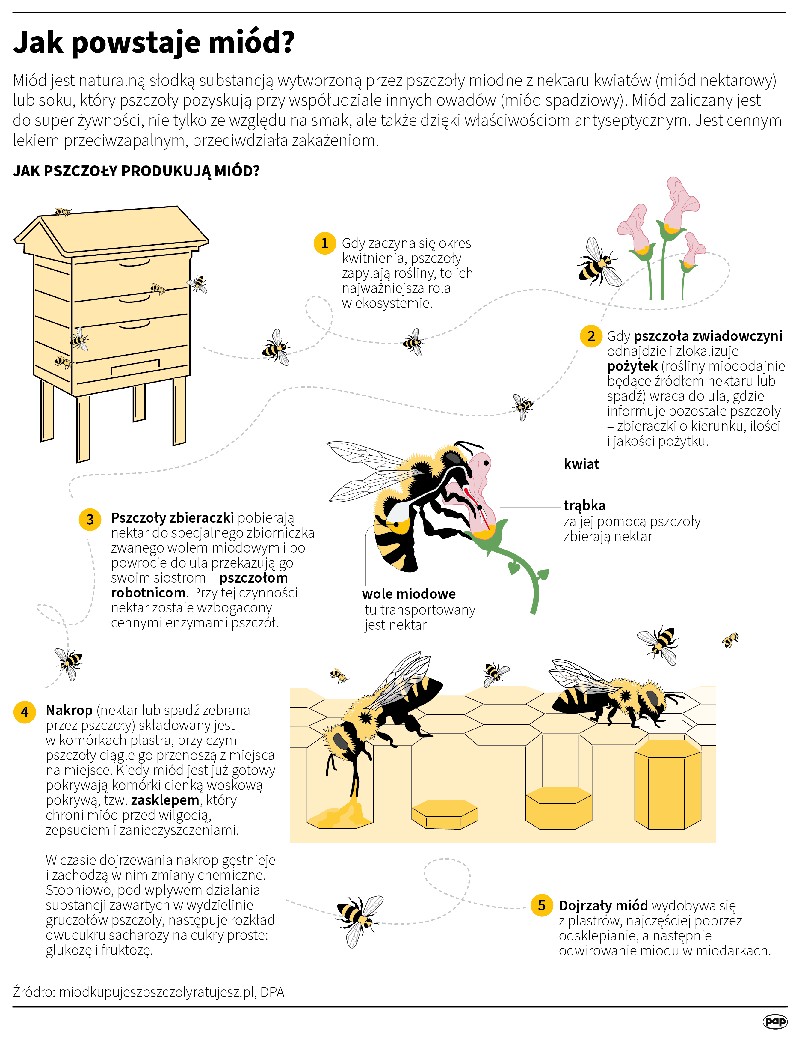 Pszczelarze: warto kupować miód z polskich pasiek | Polska Agencja ...