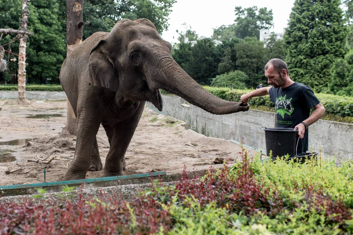 Światowy Dzień Słonia. Zaglądamy do polskich ZOO [ZDJĘCIA] | Polska ...